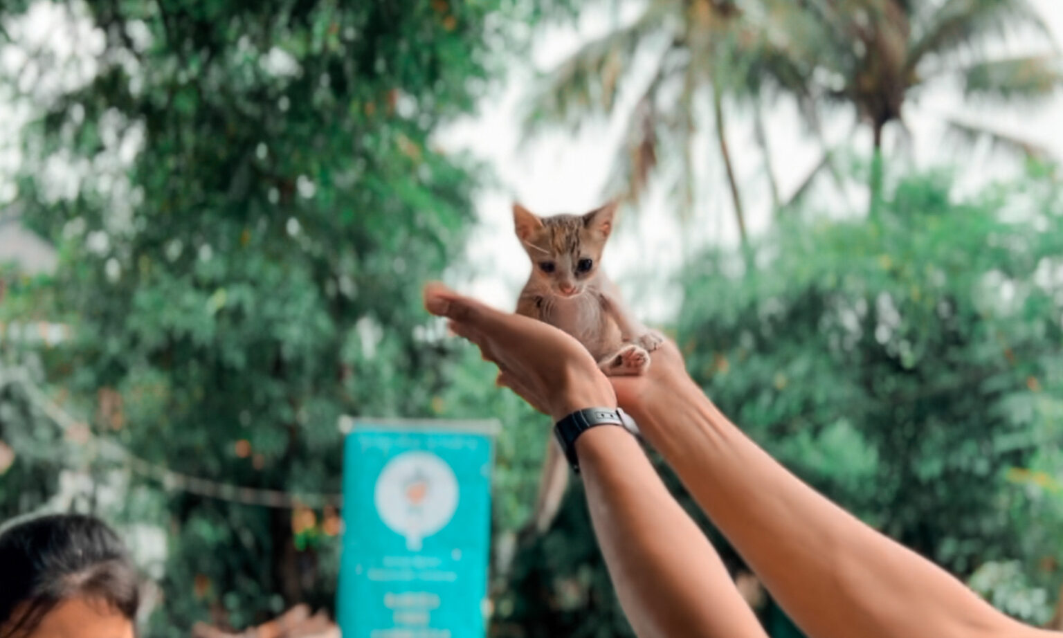 What is FIP in cats: Symptoms, Treatment, and Prevention | Animal Mama ...