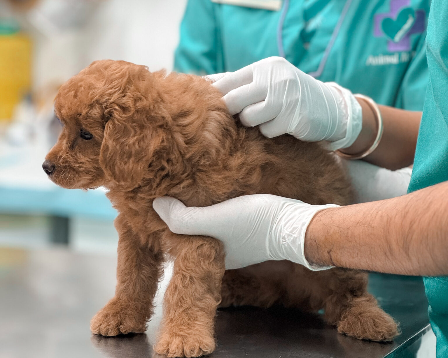 Parvovirus in Dogs: What Every Pet Owner Should Know | Animal Mama ...